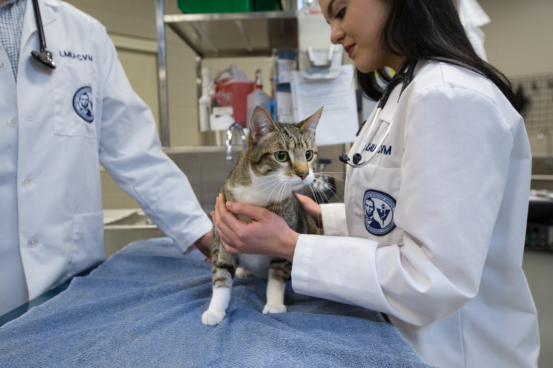 Certificate of Veterinary Education